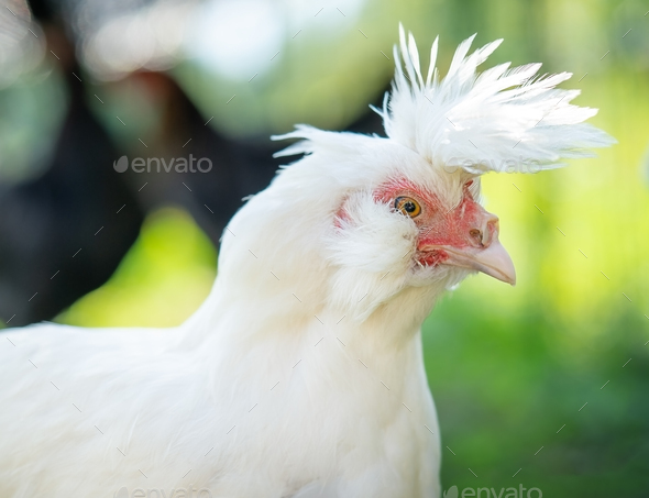 White Polverara chicken portrait on green natural background. Copy space Stock Photo by Tania232323